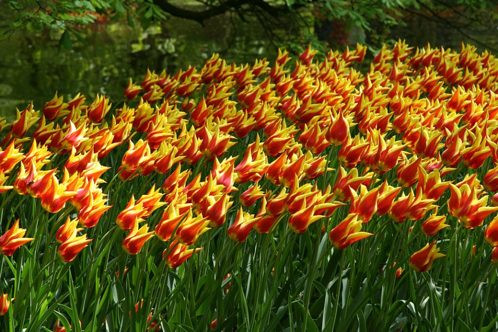 Tulip Mania in Seventeenth-century Amsterdam - Amsterdam Now